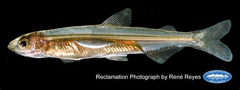 Why Is The Delta Smelt So Important Detroit Chinatown