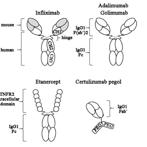 Structure Of Tnf A Inhibitors Infliximab Is A Mousehuman Chimeric