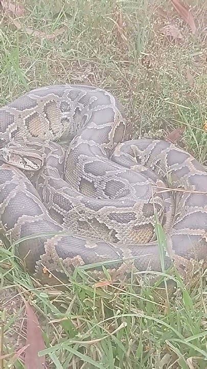 Pythonshortvideo Shots Shortsfeed Youtube