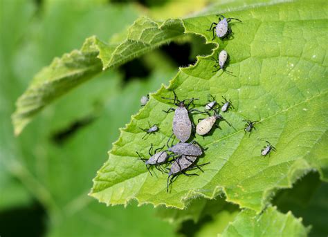 Dealing With Squash Pests Food Gardening Network