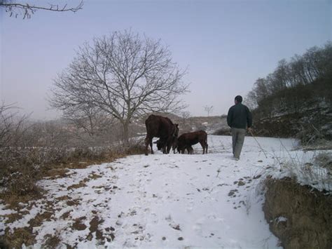 西北农村冬天雪地里赶牛 民生 纪实摄影 摄影 汇图网www huitu