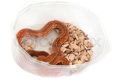 Corn Snake In Box Stock Image Colourbox