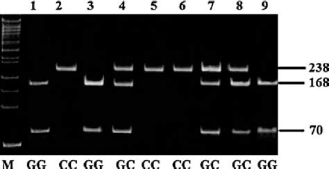 Representative Restriction Fragment Length Polymorphism Polymerase