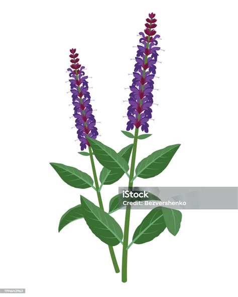 살비아 평면 디자인 인포 그래픽 요소에서 흰색 배경에 고립 된 치유 꽃 벡터 의료 그림 정원 세이지 치유 허브 아이콘입니다 0명에 대한 스톡 벡터 아트 및 기타 이미지