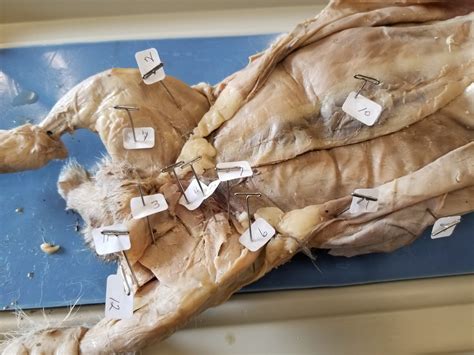 Lab Cat 3 Diagram Quizlet