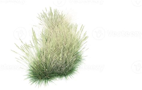 Tall Grass Pngs For Free Download