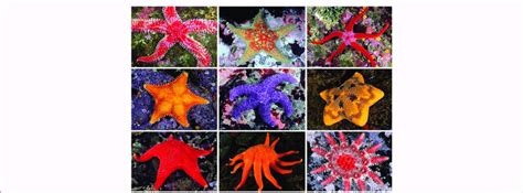 Diversity Of Different Types Of Sea Stars In The Marine Coastal