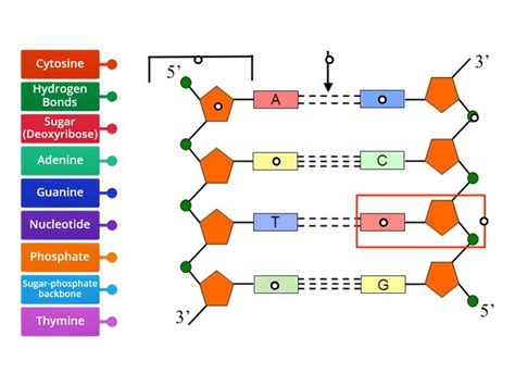 Structure Of Dna Labelled Diagram