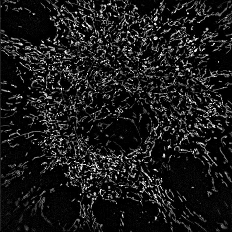 Super Resolution Richard D Berlin Center For Cell Analysis And Modeling