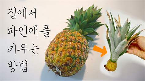 맛있는 파인애플 먹고 집에서 파인애플 키우는 방법 Youtube