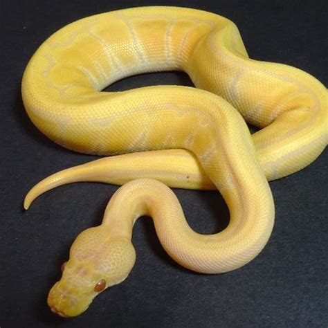 Candino Pinstripe Ball Python Hatchling Male
