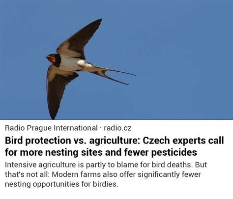 Bird Protection Vs Modern Agriculture Czech Experts Call For More