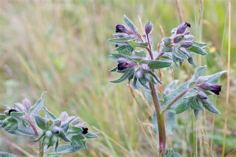 Premium Photo Nonea Pulla Brown Nonea Flower With Hairy Light Green