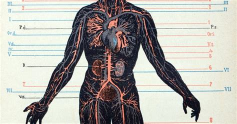 فرارو اینکه در بدن خود «مواد شیمیایی برای همیشه دارید، به چه معناست؟