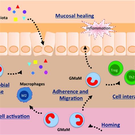 Overview Of The Intestinal Immune System Innate Immunity Intestinal