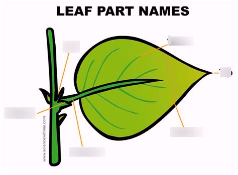 Bio182 Unit 2 Leaf Structure And Function Diagram Quizlet