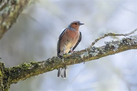 Chaffinch Eurasia Burung Satwa Foto Gratis Di Pixabay Pixabay