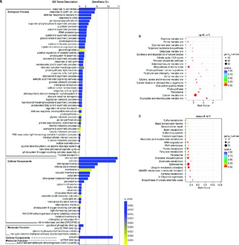 Significantly Enriched Terms And Pathways For The Selected Degs A Download Scientific