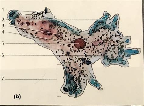 BIOD LAB Practical 1 Label Diagrams Flashcards Quizlet