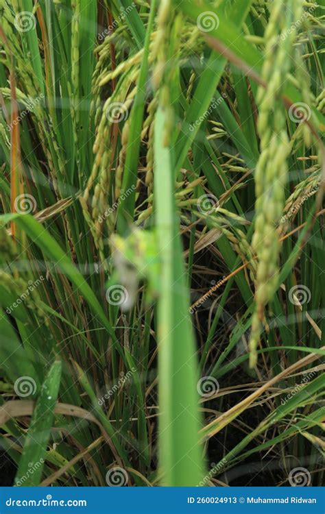Photo Of Rice Leaf Spot Disease And X28oryza Sativa L Stock Image Image Of Farmer Grassland