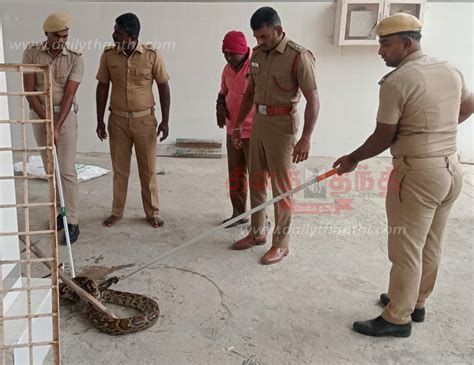 Python Caught Causing Excitement மலைப்பாம்பு பிடிபட்டதால் பரபரப்பு