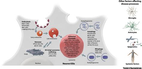 Lysosomal Dysfunction In Neurodegeneration Emerging Concepts And
