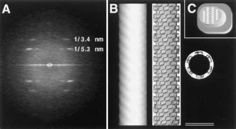 A Averaged Computed Diffraction Pattern Of Rev Filaments The Download Scientific Diagram