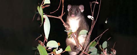 Protecting The Iconic Western Ringtail Possum