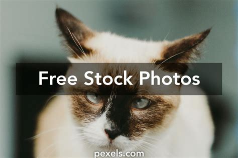 Siam Nippyfile Photos Download The Best Free Siam Nippyfile Stock