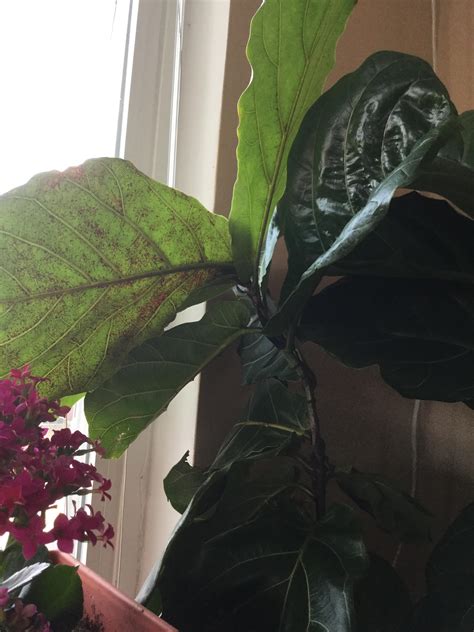 Why Are There Red Speckles On Some Of The New Leaves On My Fig Leaf Tree But Not On All Of Them