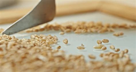 Laboratory Analysis Of Wheat Grains For Quality Control Stock Footage