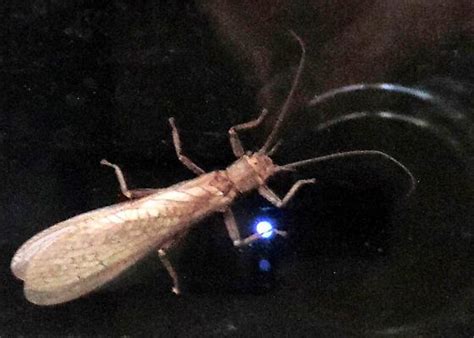 PL23 01 BugGuide Net