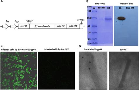 Construction Of Recombinant Baculoviruses And E2 Protein Expression