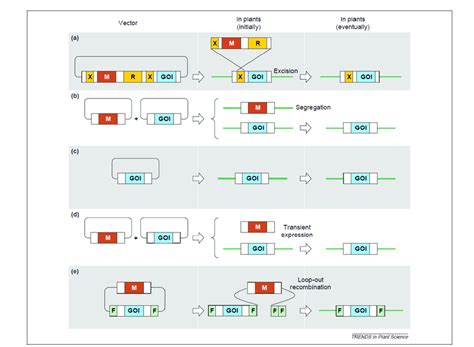 marker excision procedures from rommens 2004 a an expression download scientific diagram