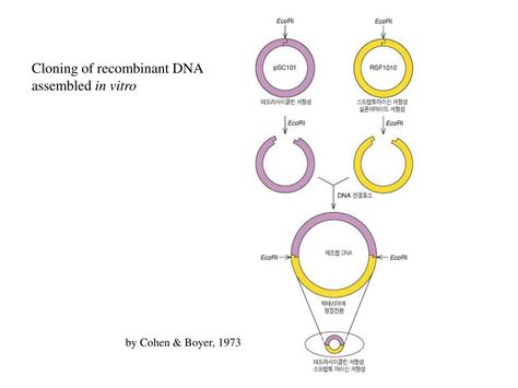 Ppt Ch 4 Molecular Cloning Methods Powerpoint Presentation Free