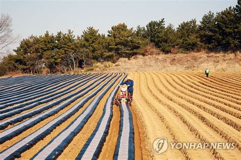 감자 파종 한창 연합뉴스
