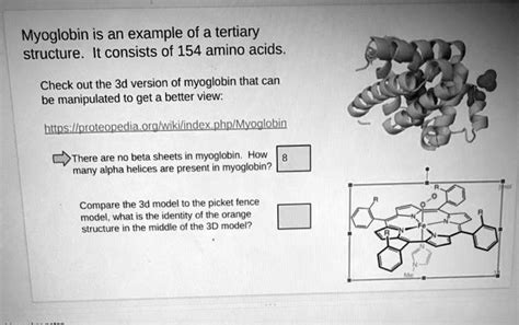 Solved Myoglobin Is An Example Of A Tertiary Structure It Consists Of 154 Amino Acids Check
