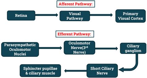 Accommodation Of Eye Everything You Need To Know Smart Optometry