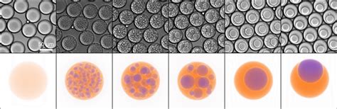 Fluid Dynamics Alters Liquidliquid Phase Separation In Confined Aqueous Two Phase Systems