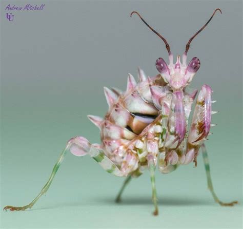 Spiny Flower Mantis Exotic Insect On Pink And White Flowers Dieren