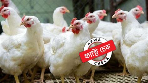 ফ্যাক্ট চেক ফের কলকাতায় পচা মুরগির মাংস বিক্রি পুরনো ভিডিয়ো পোস্ট করে গুজব ছড়ানোর চেষ্টা