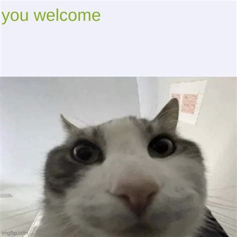 Youre Welcome Cat Meme