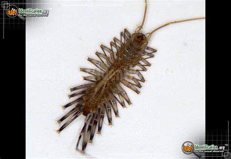 Water Bug With Million Legs