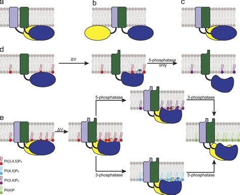 Cartoon Schematics Presenting Possible Ci Vsp Dimer Organizations A