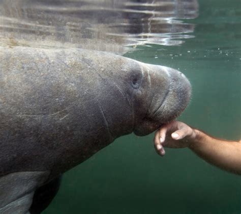 Manatee Teeth Anatomy And Function