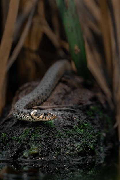 Grass Snake Premium Photo