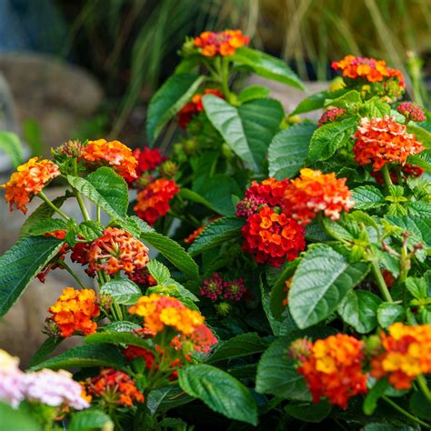 The Lantana Guide Plant Detectives