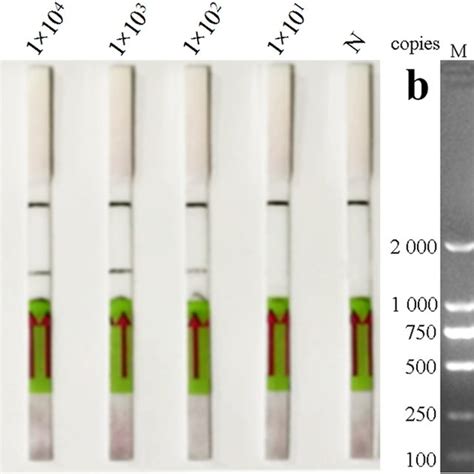 Sensitivity Of The Lfd Rpa Assay And Conventional Rt Pcr Using 10 Fold