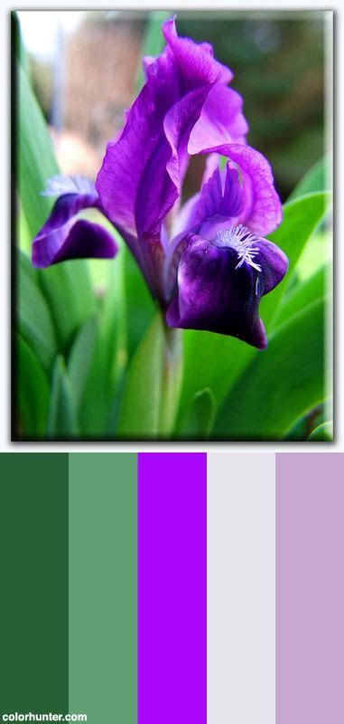 Iris In Spring Color Palette Color Palette Create Color Palette