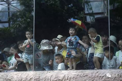 三伏天來襲動物園萌神的VIP消暑記 壹讀
